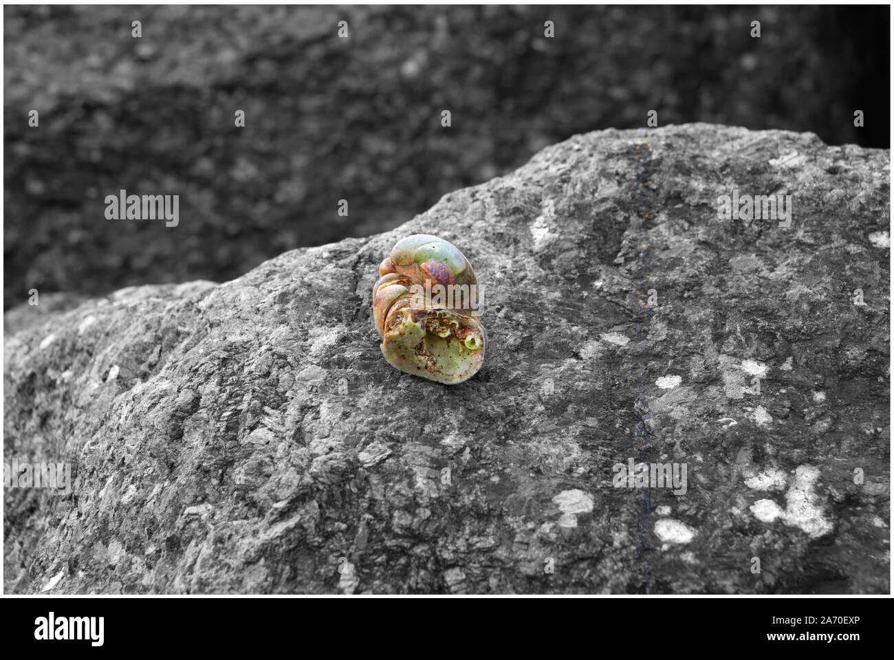part of mollusc shell on rock Stock Photo - Alamy