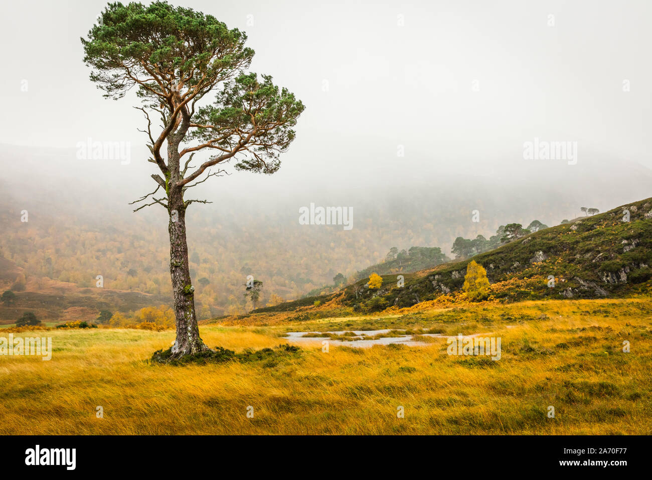 Caledonian pine tree in scottish hi-res stock photography and images ...