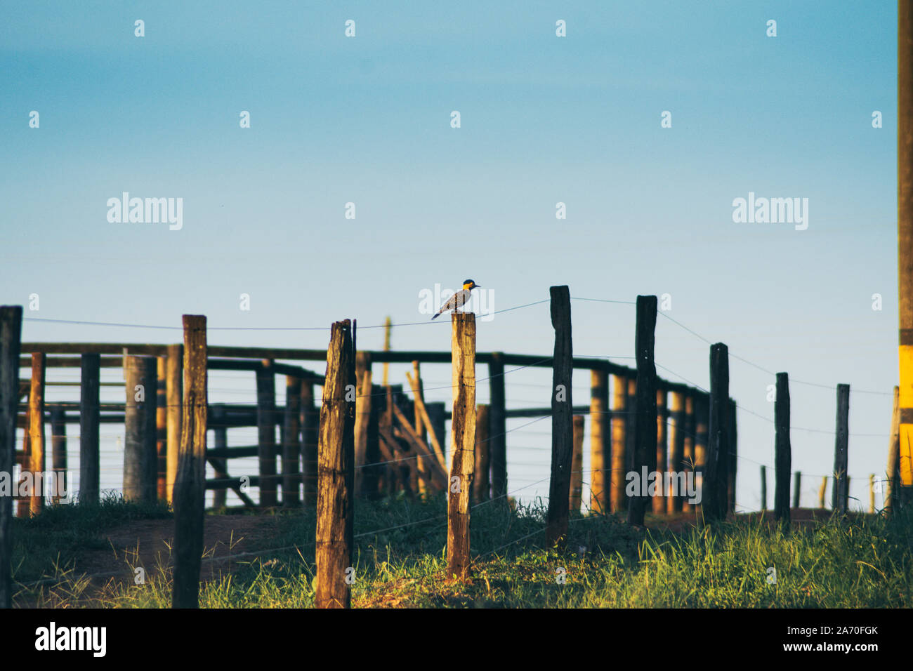 Woodpecker on a farm at the countryside Stock Photo - Alamy