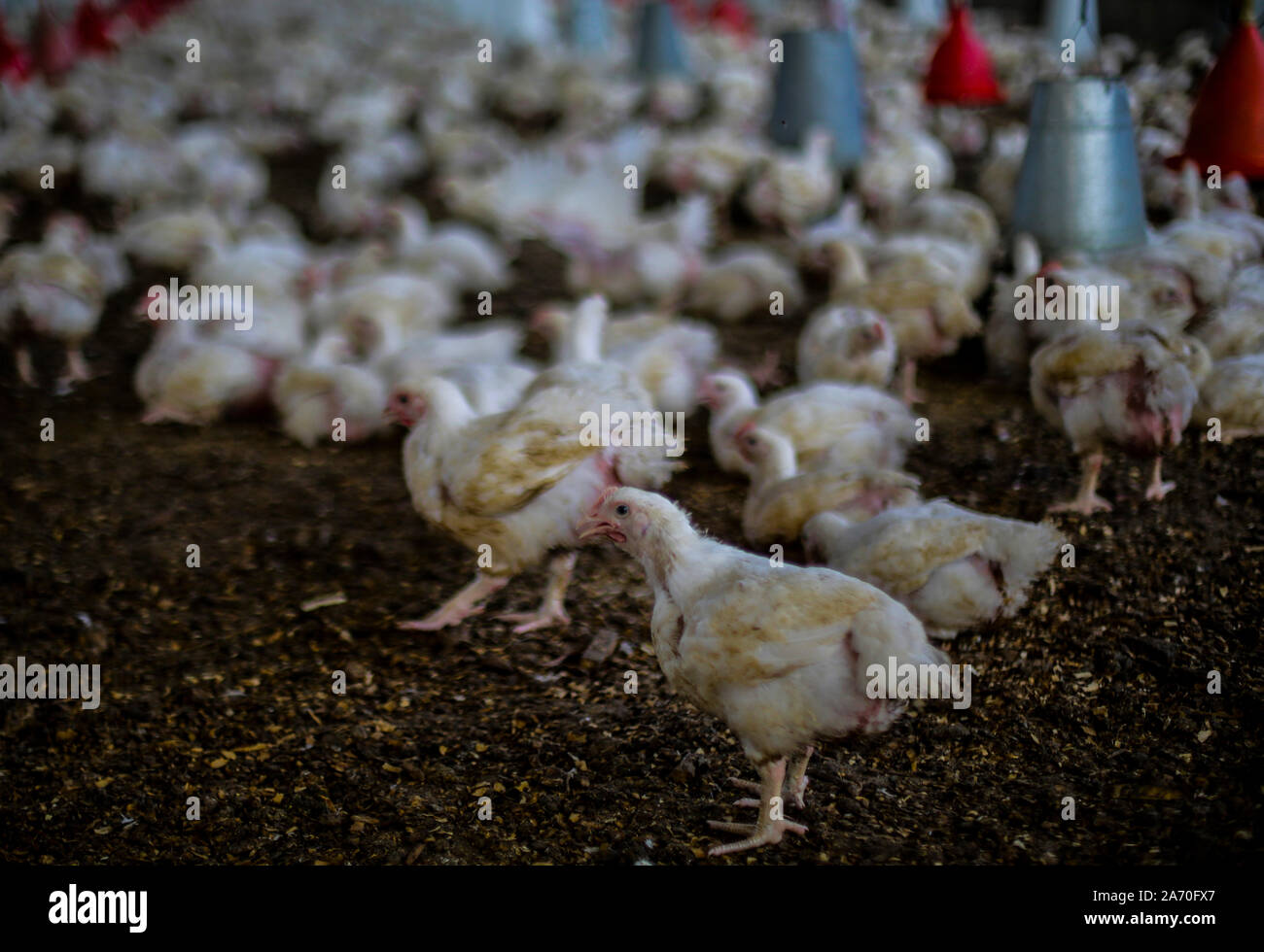 Gaza, Palestine. 27th Oct, 2019. Chickens seen inside an indoor farm in ...