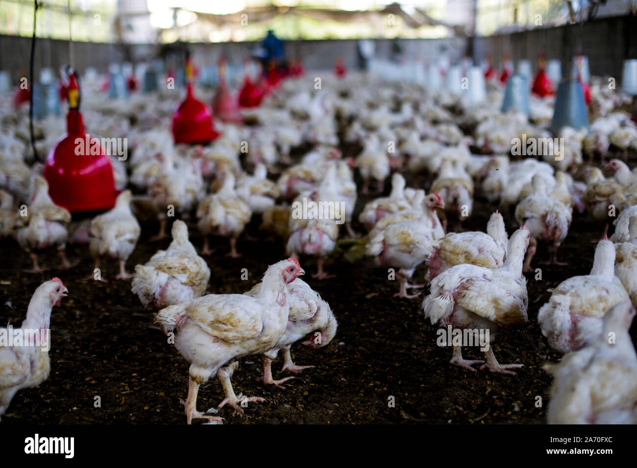 Gaza, Palestine. 27th Oct, 2019. Chickens seen inside an indoor farm in ...
