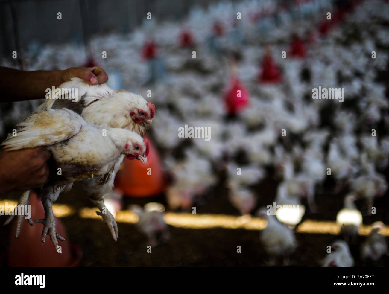 Gaza, Palestine. 27th Oct, 2019. A worker show two chickens inside an ...