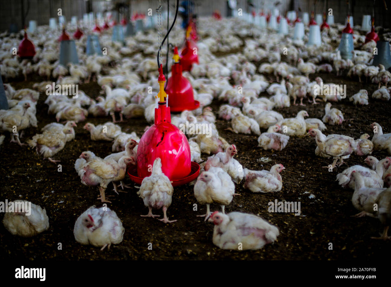 Gaza, Palestine. 27th Oct, 2019. Chickens seen inside an indoor farm in ...