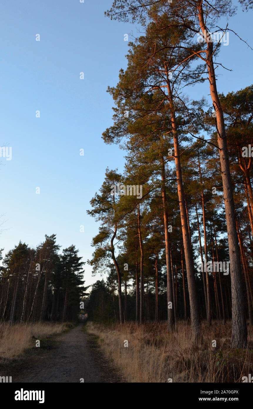 New Forest Path Stock Photo - Alamy