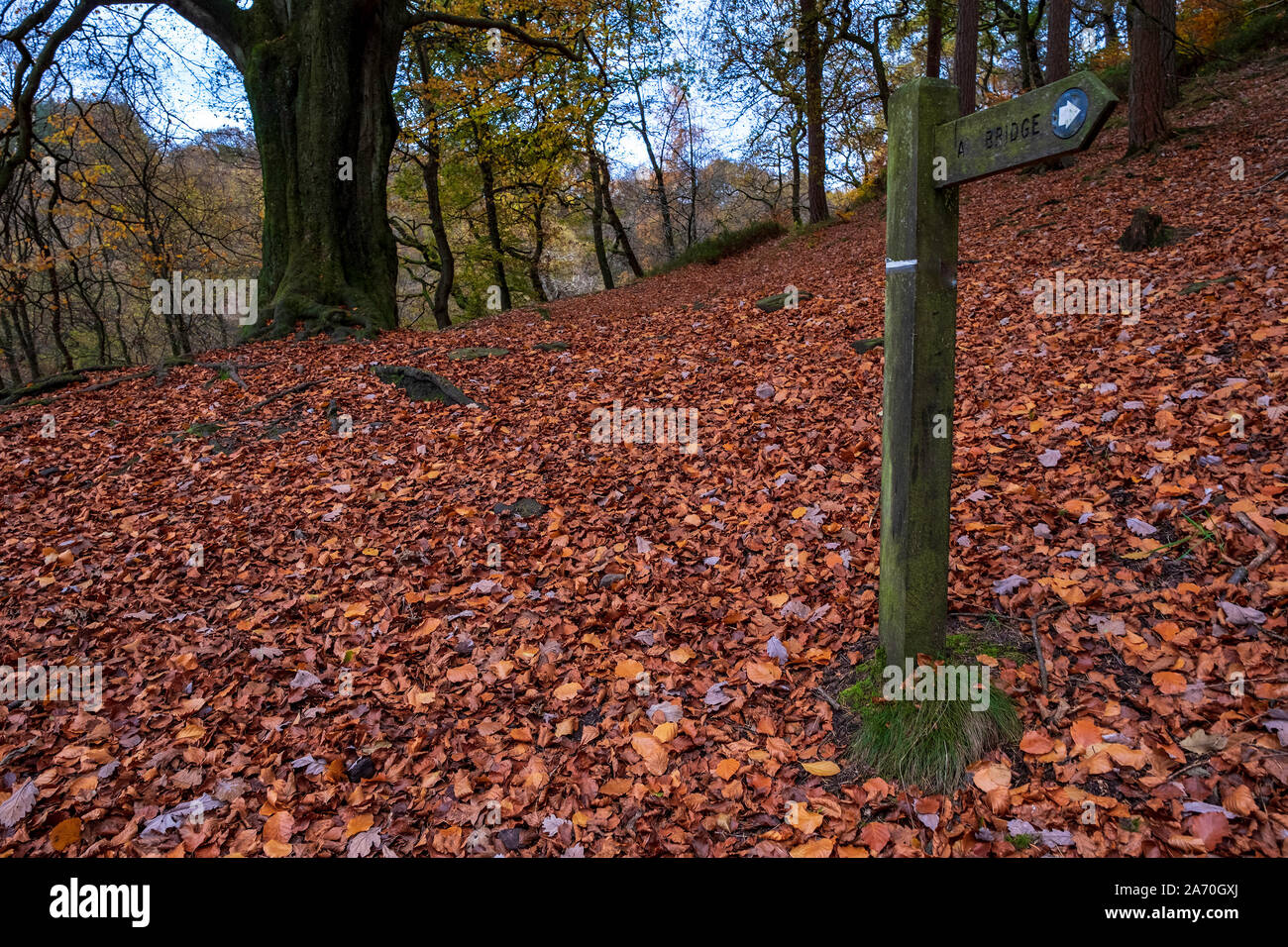 Signpost for the woodlands hi-res stock photography and images - Alamy