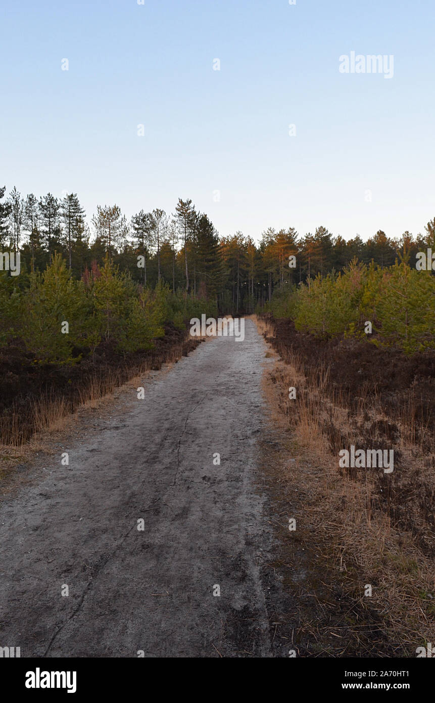 New Forest Path Stock Photo - Alamy
