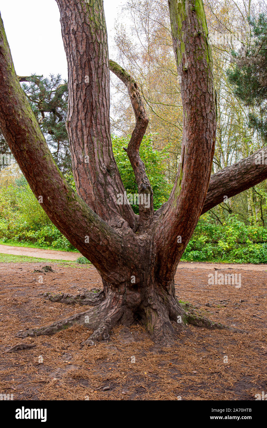 Unusual shaped tree Stock Photo - Alamy