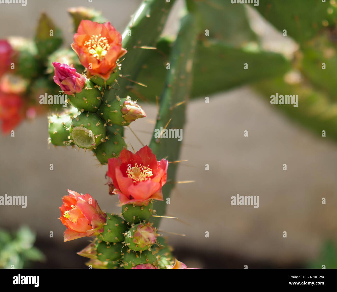Long needle cactus hi-res stock photography and images - Alamy