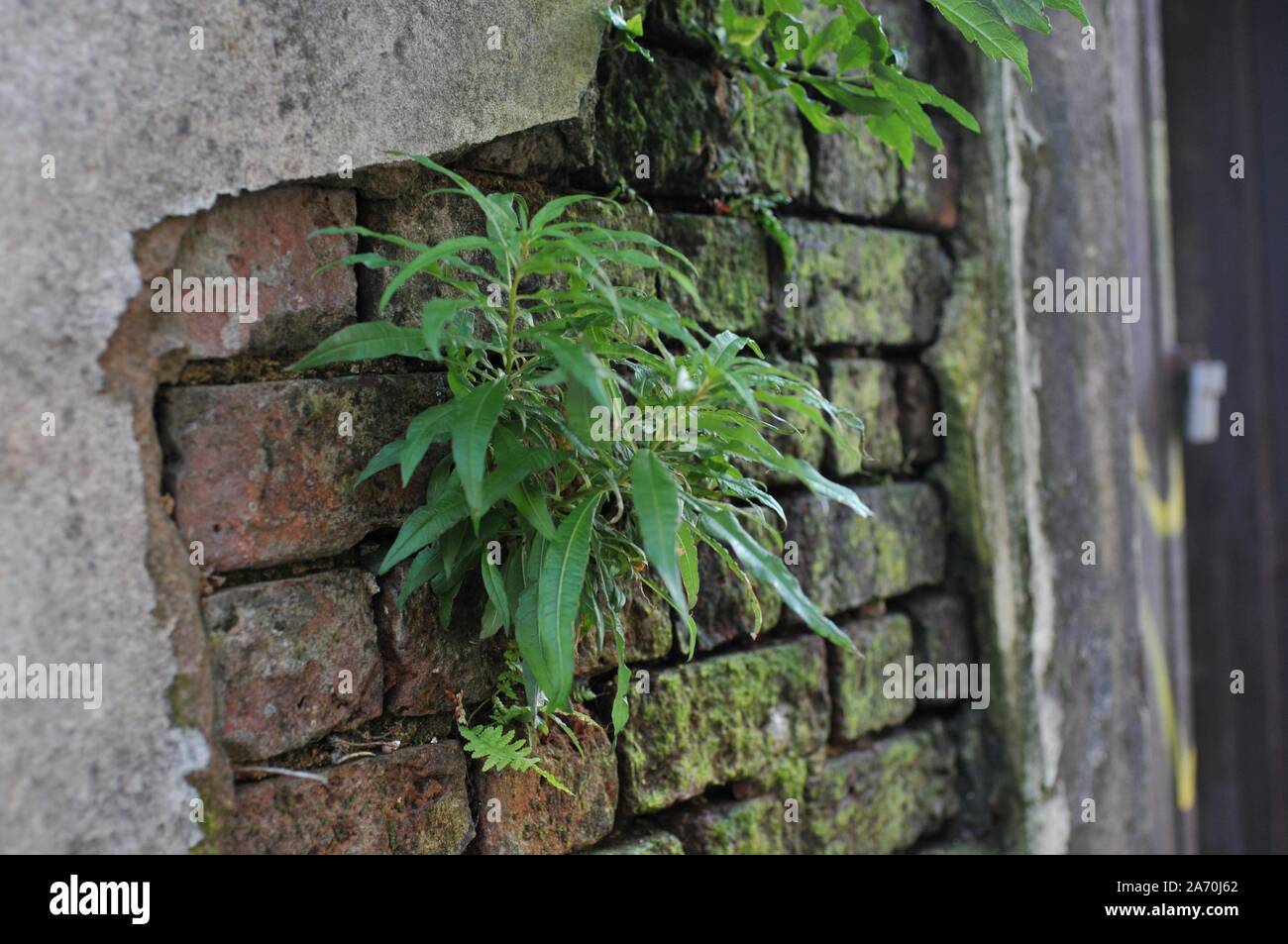 Deteriorated white wall hi-res stock photography and images - Alamy