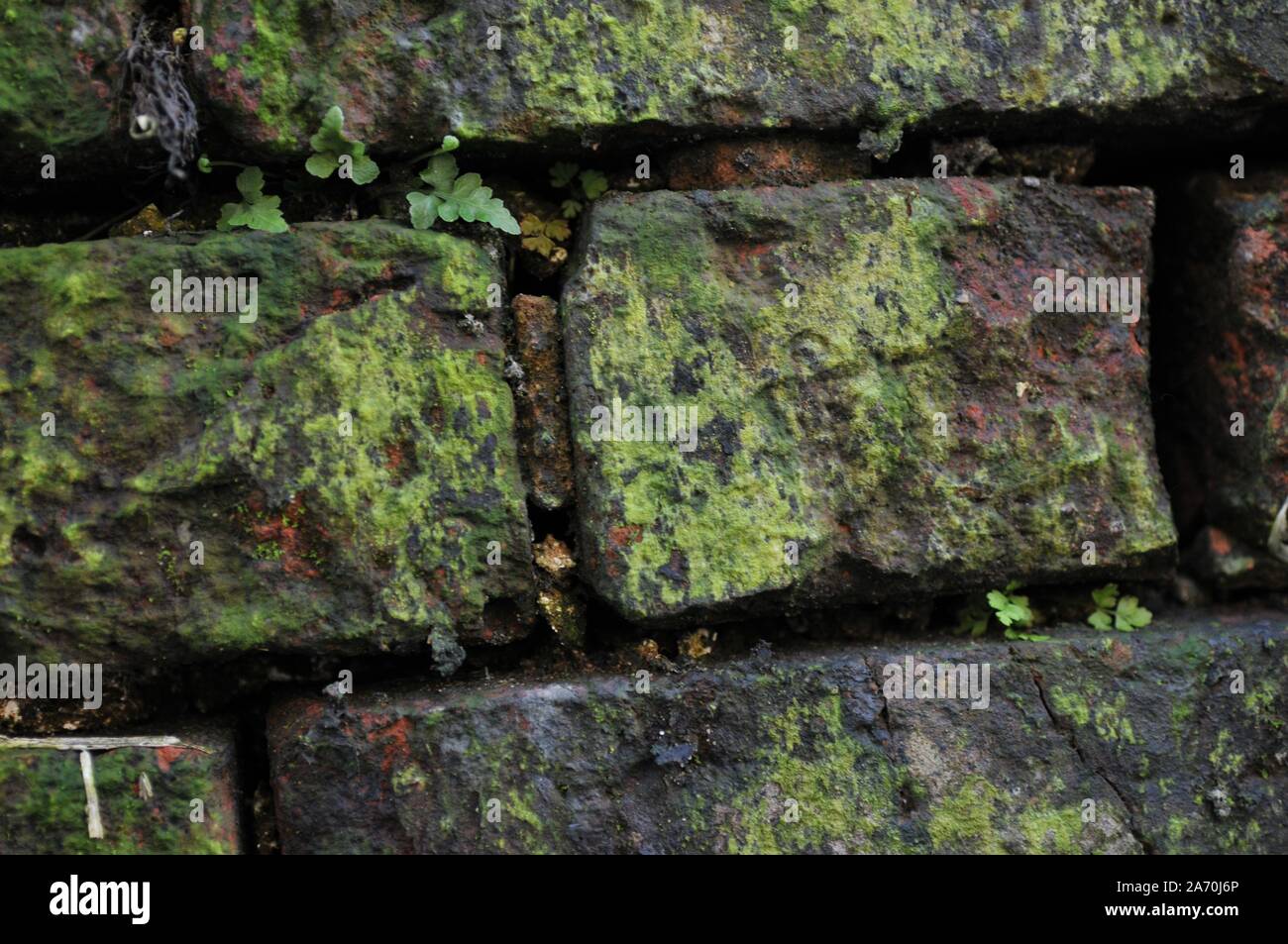 Brick wall moss growing on hi-res stock photography and images - Alamy