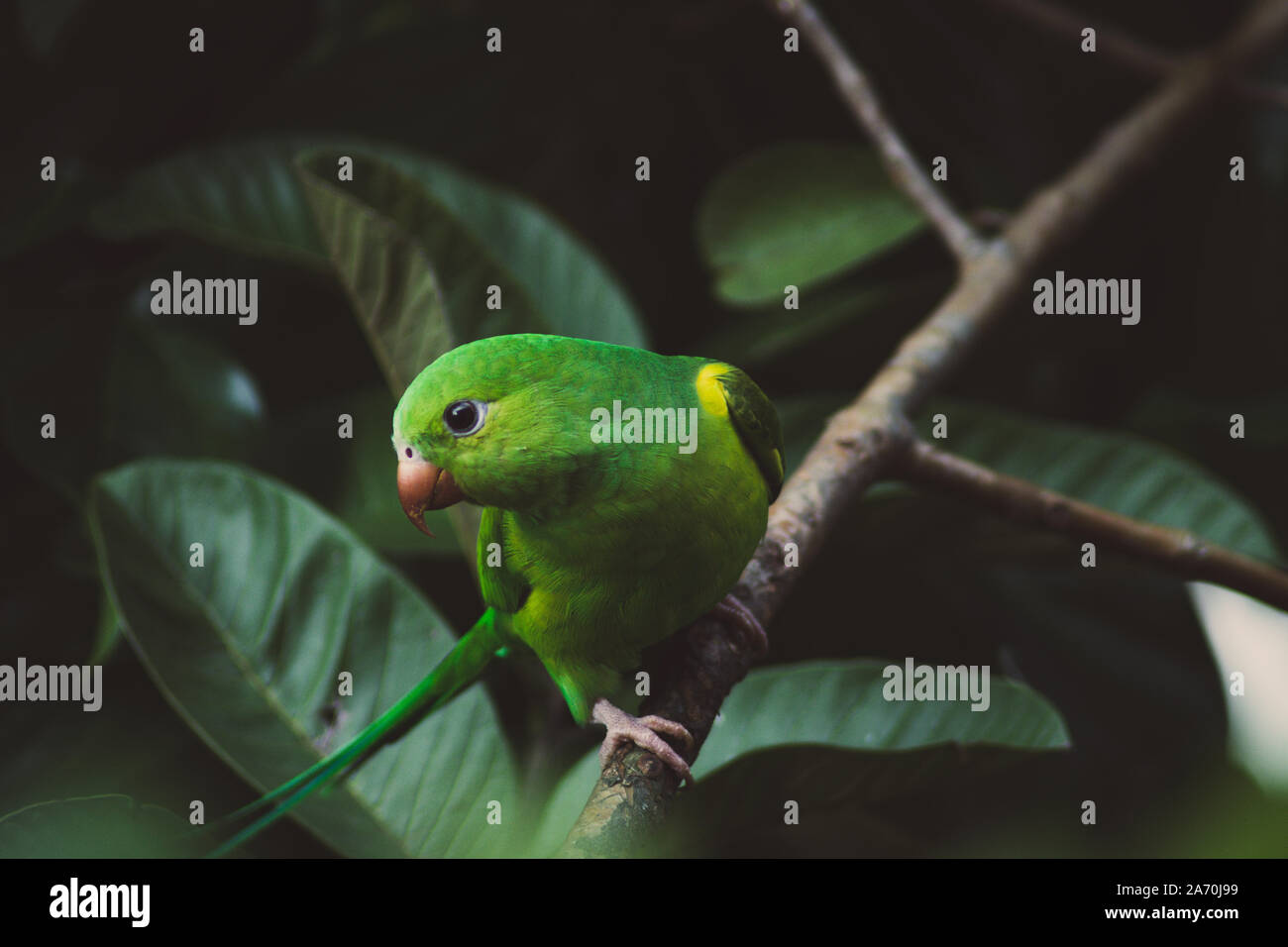 Periquito periquito hi-res stock photography and images - Alamy