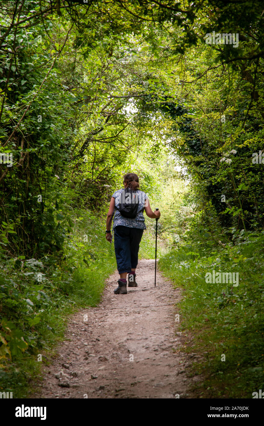 Middle aged female rambler walking under the canopy of trees and hedges ...