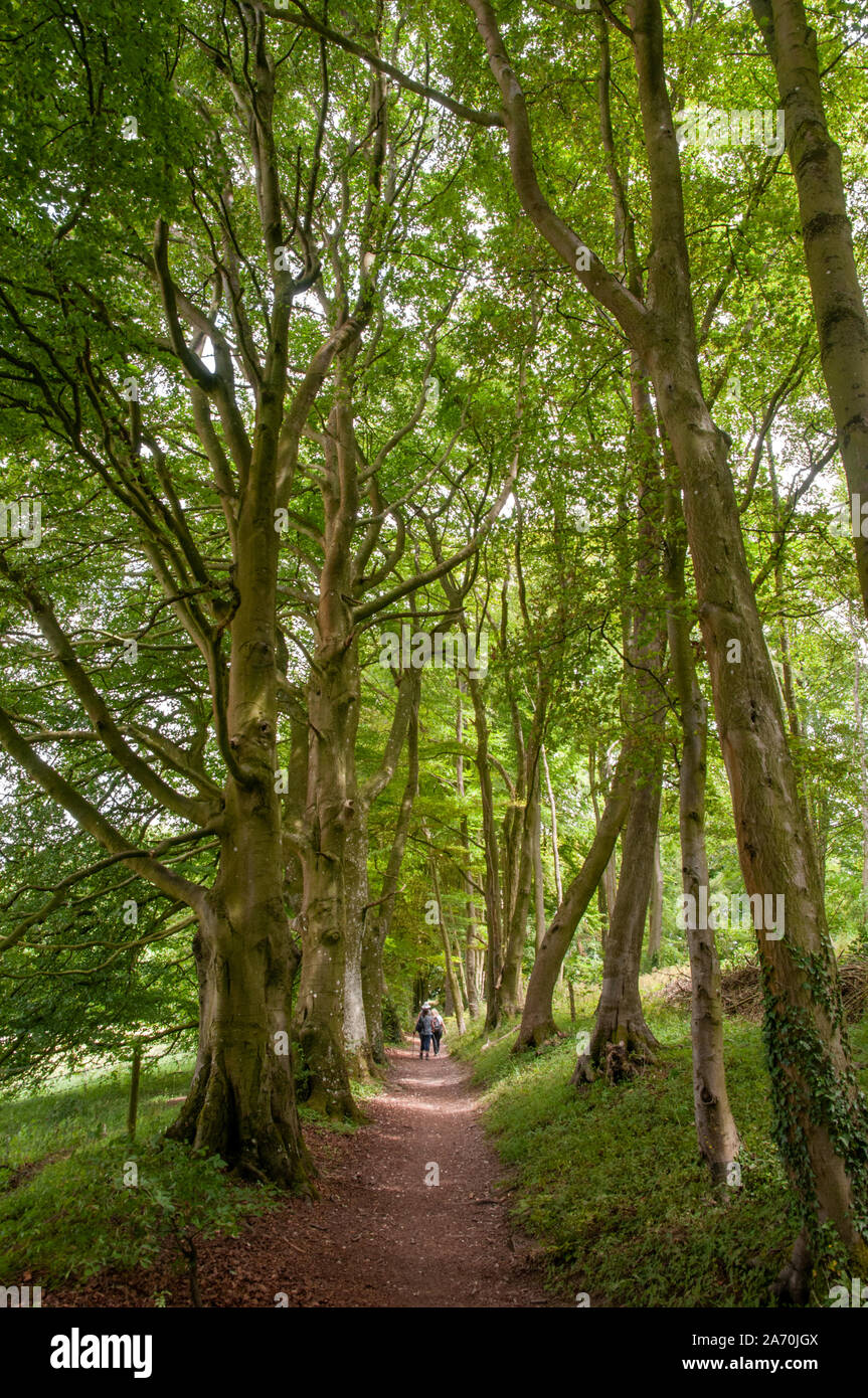 Old beeches hi-res stock photography and images - Alamy