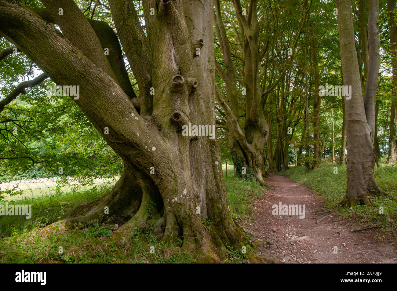 Old Beeches High Resolution Stock Photography and Images - Alamy