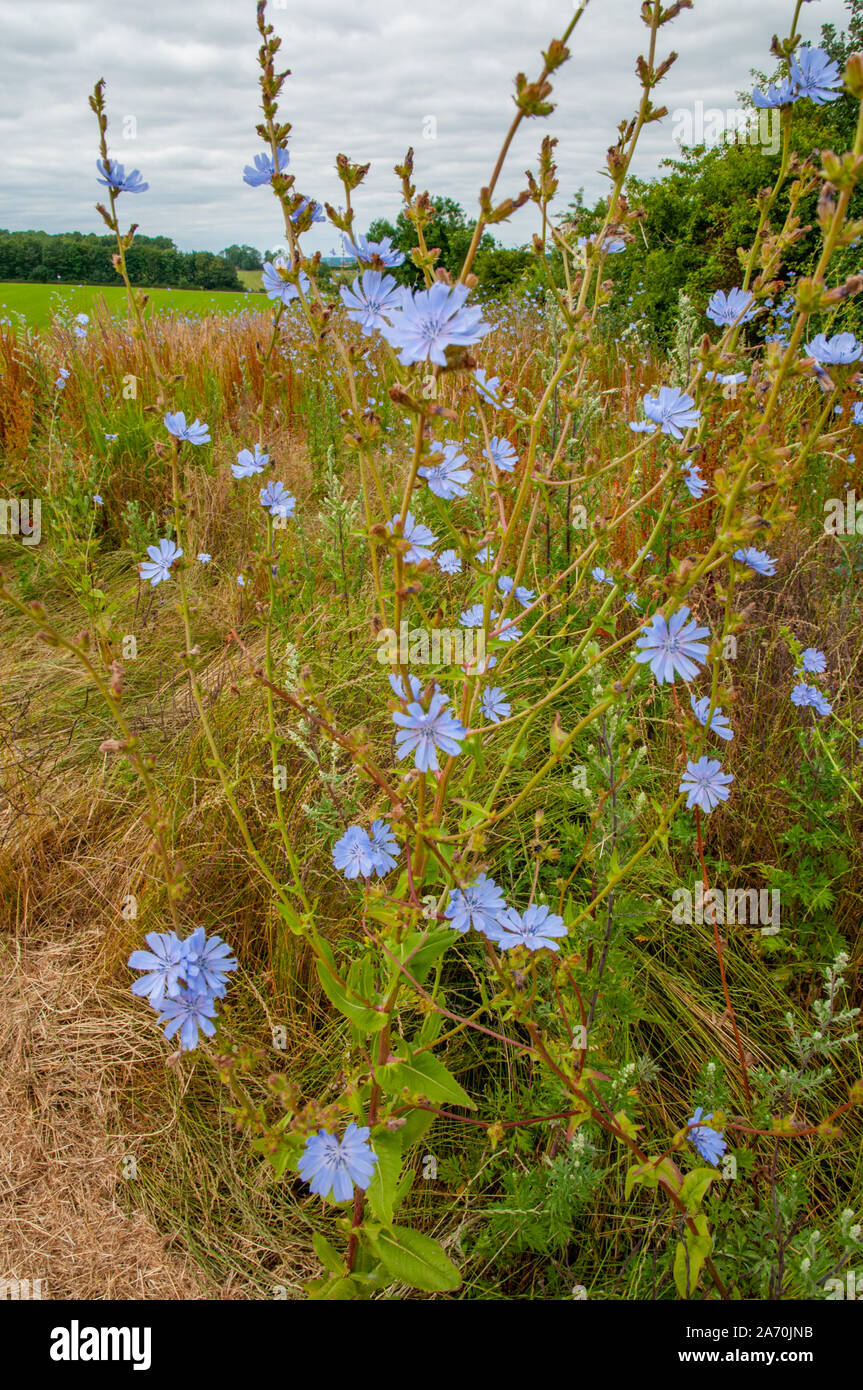 Common chicory (Cichorium intybus) flowers on the edge of fields by ...