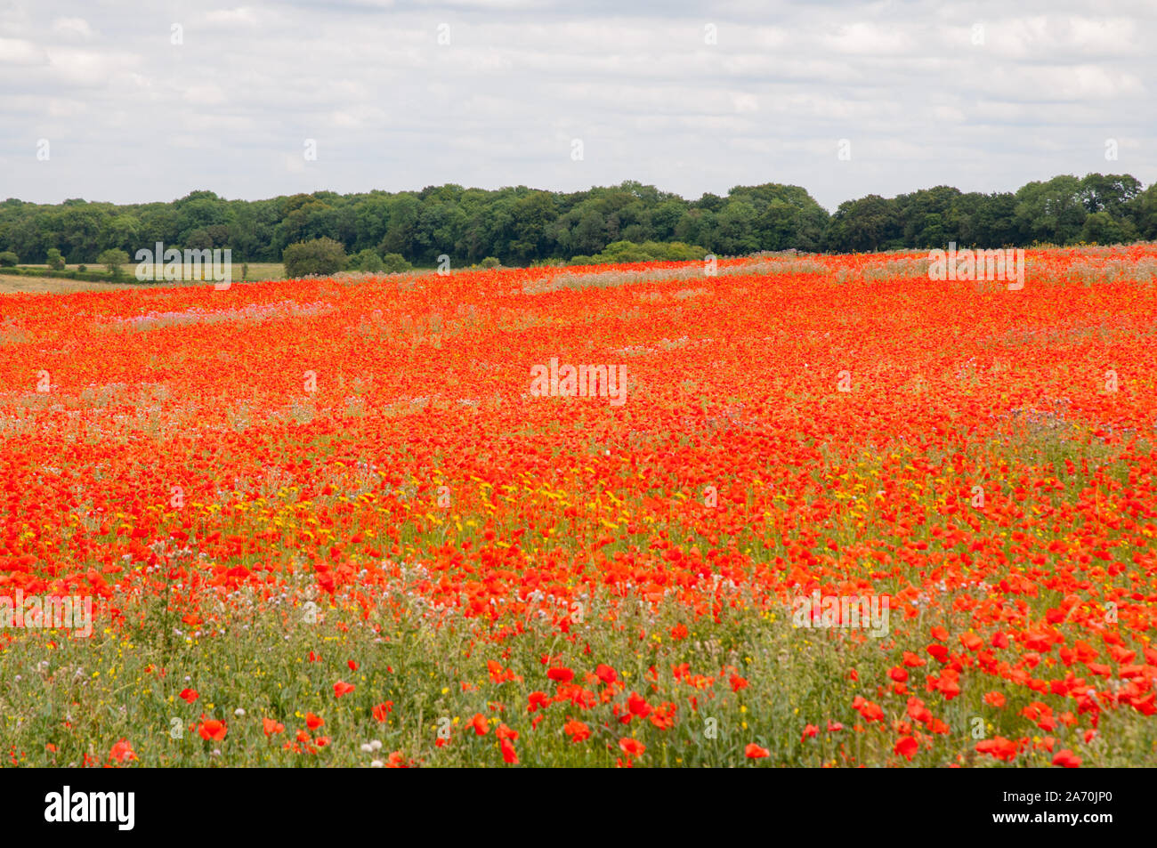 Vibrant red poppy fields next to South Downs Way in Hampshire, England ...