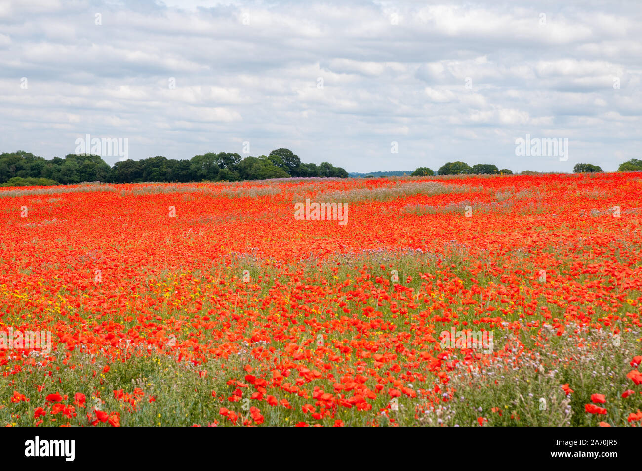 Vibrant red poppy fields next to South Downs Way in Hampshire, England ...
