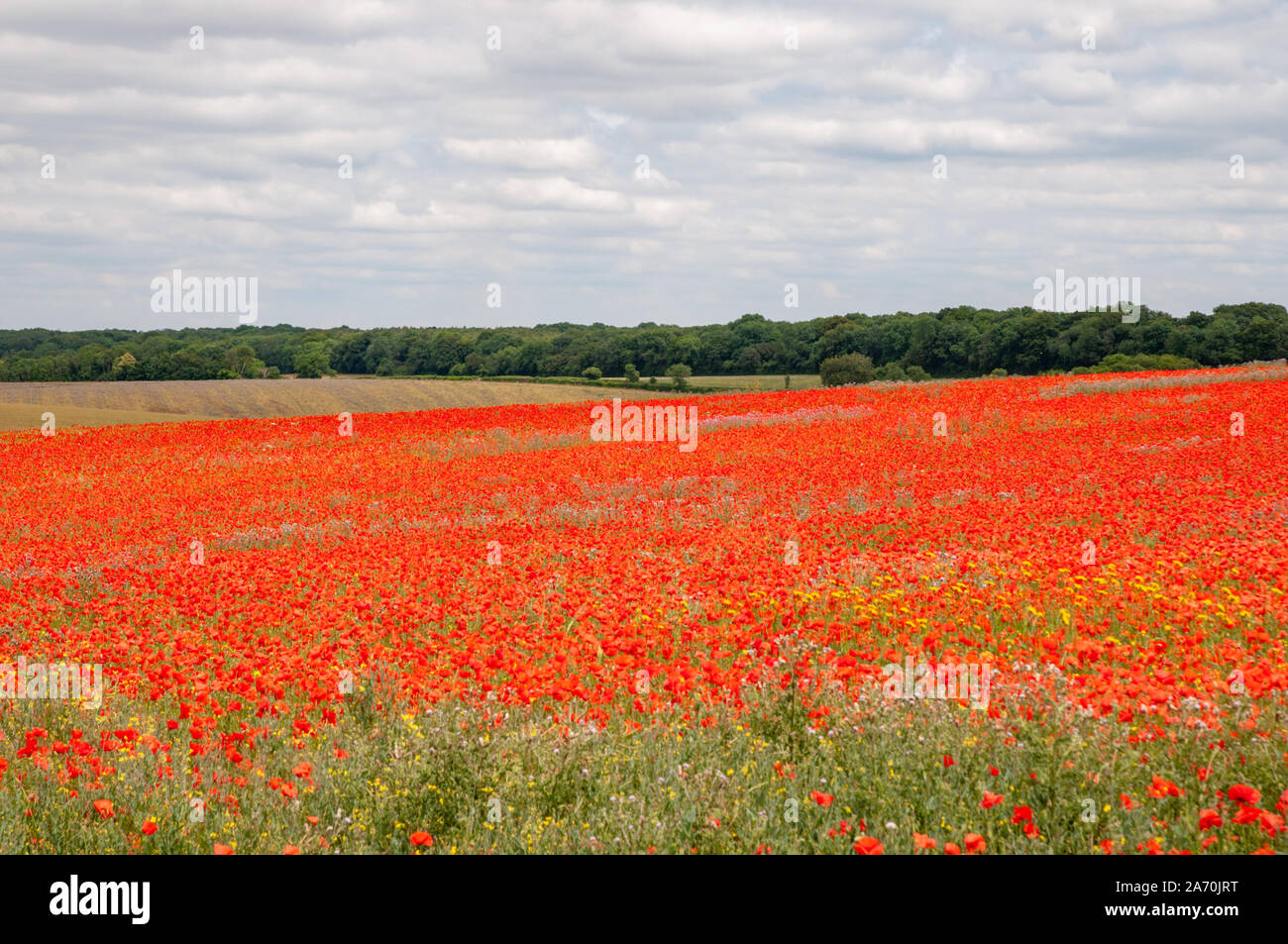 Vibrant red poppy fields next to South Downs Way in Hampshire, England ...