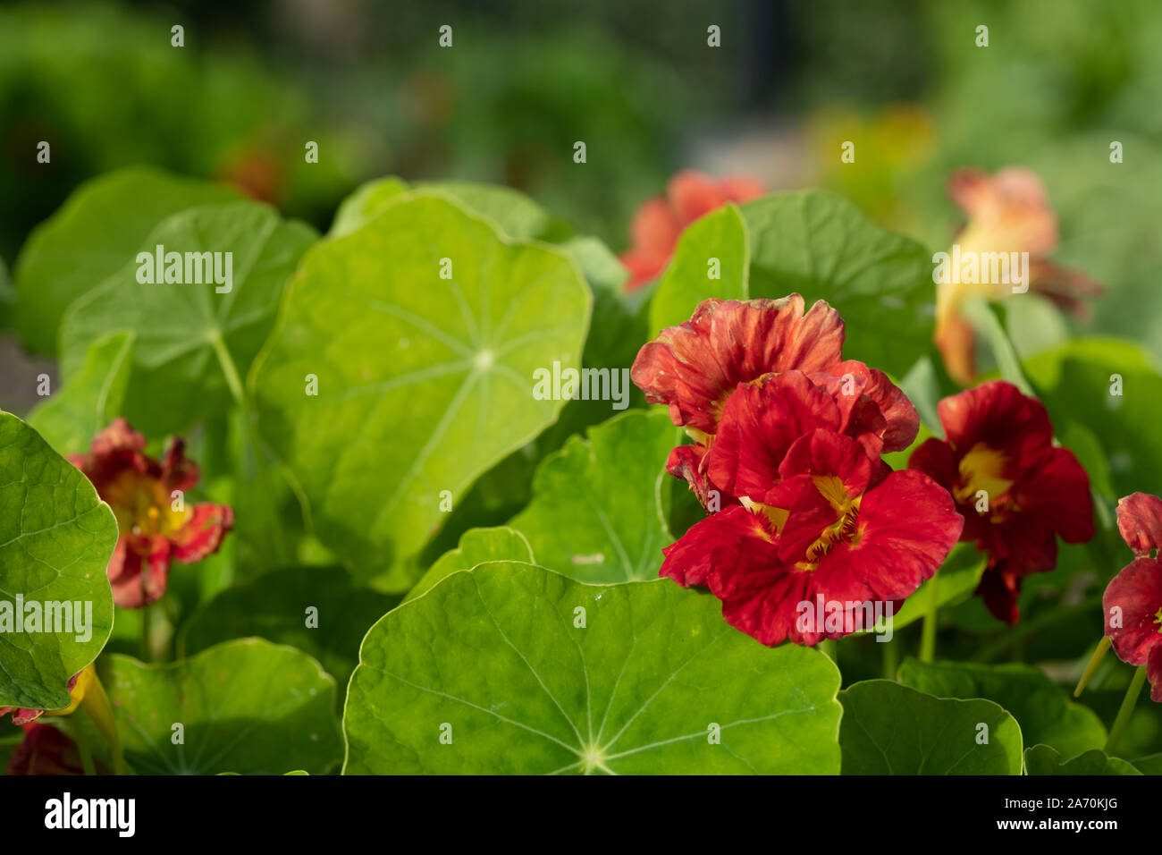 Red nasturtium flowers amongst deep green foliage, photographed in the ...