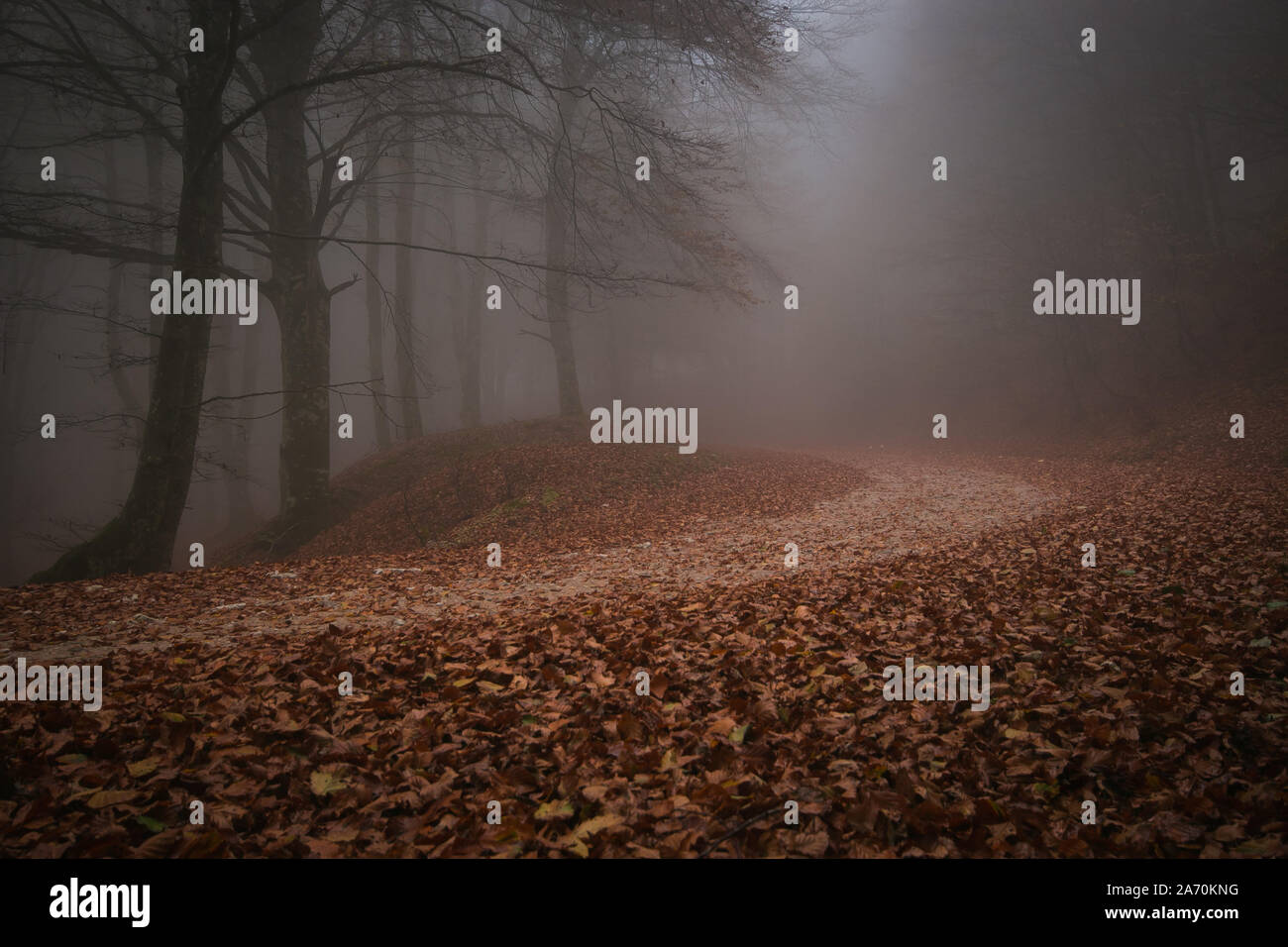 Mysterious pathway. Footpath in the dark, foggy, autumnal amd mystique ...