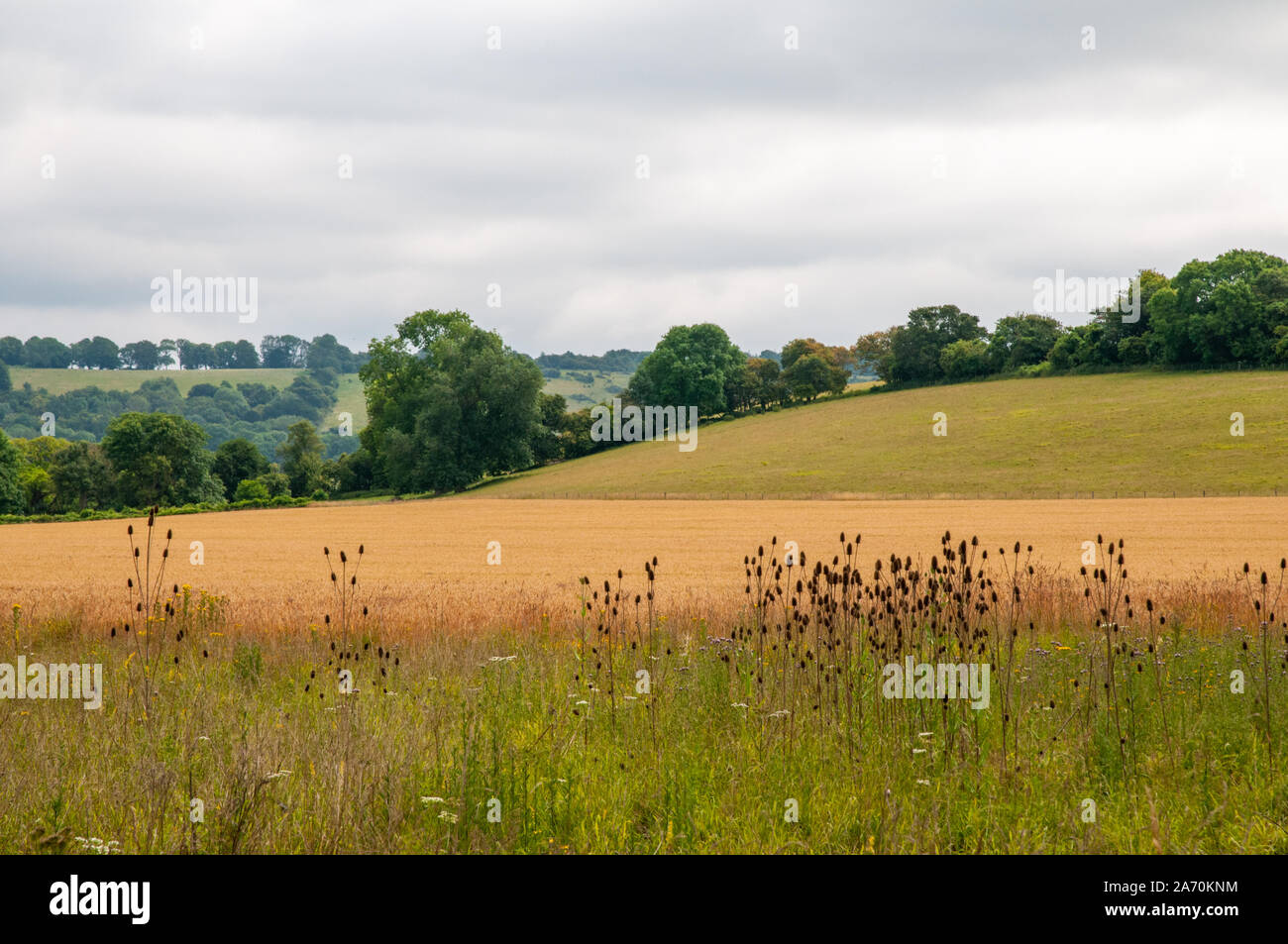Fields and rolling hills with trees in the countryside between Old ...