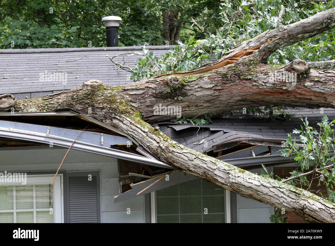 A large oak tree tossed by the winds of a summer storm falls onto and ...