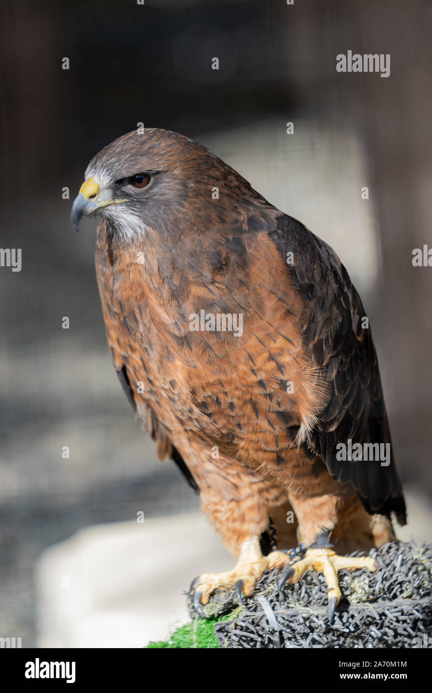 The raptor centre hi-res stock photography and images - Alamy