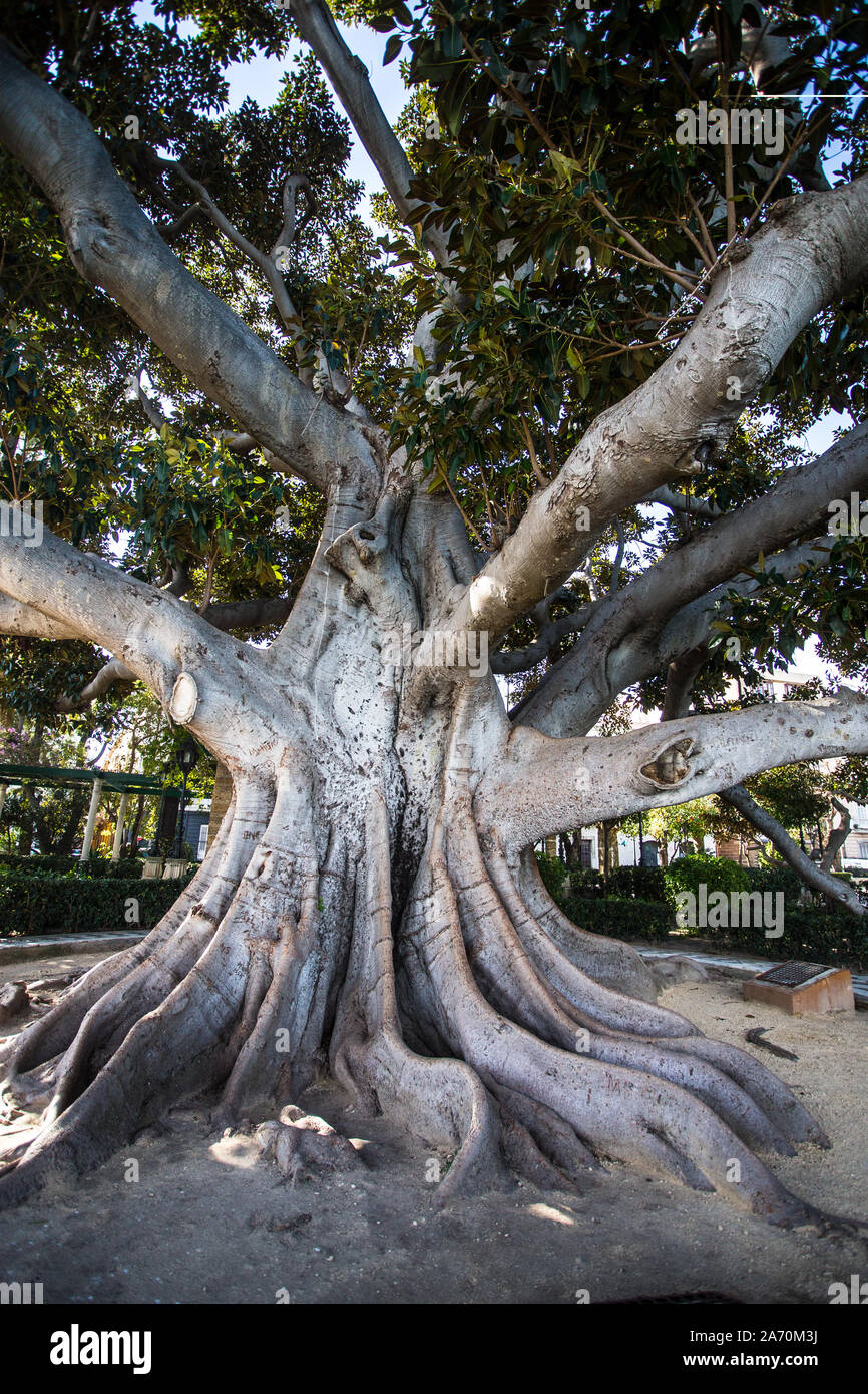 Ficus trees hi-res stock photography and images - Alamy
