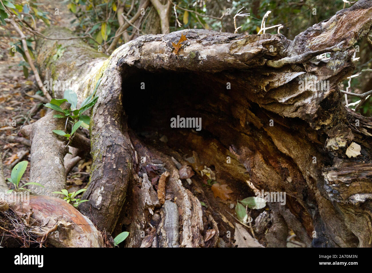 Forest animal habitat rotting hi-res stock photography and images - Alamy