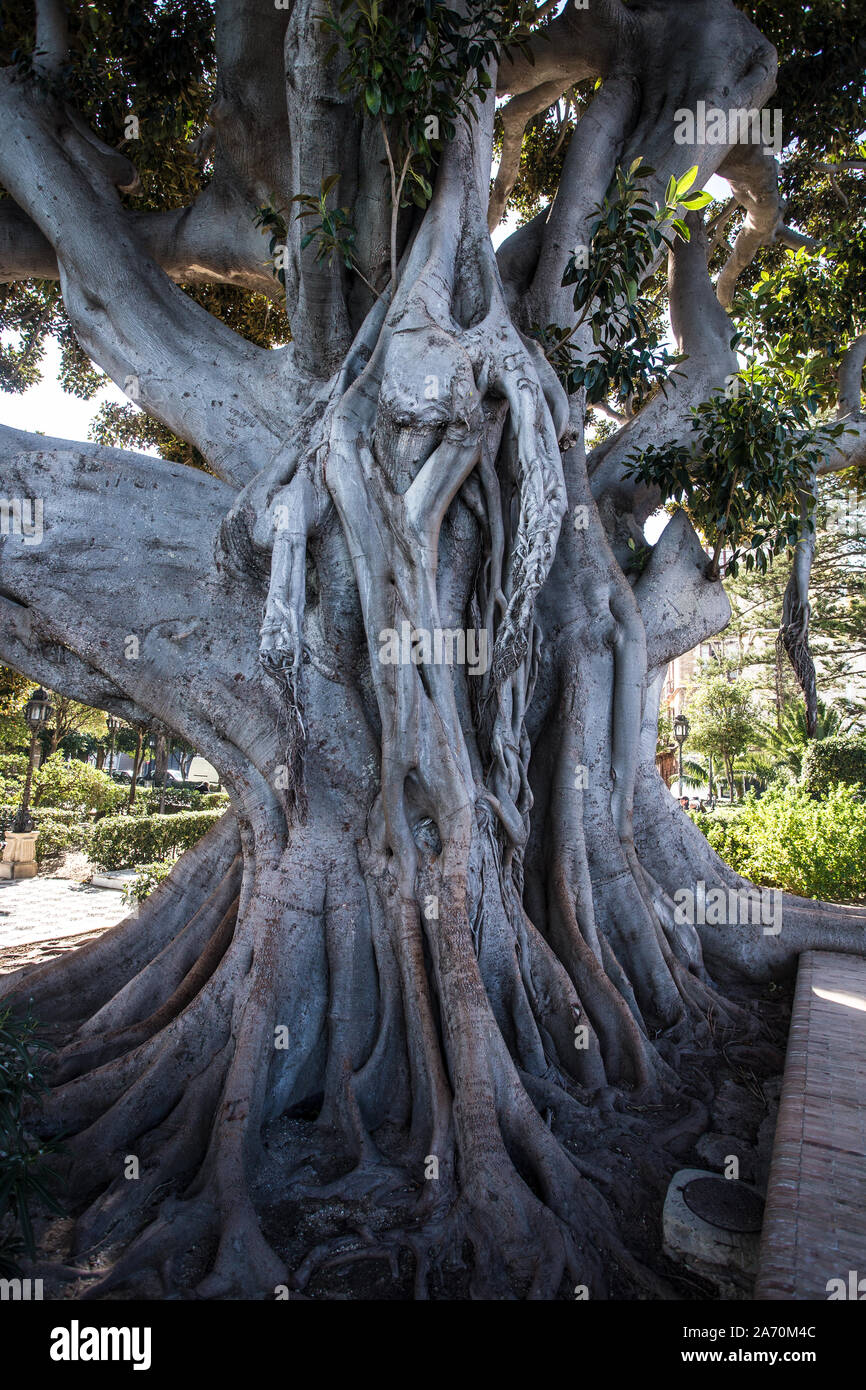 Ficus trees hi-res stock photography and images - Alamy