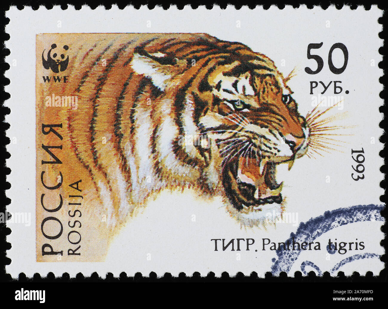 Siberian tiger roaring hi-res stock photography and images - Alamy