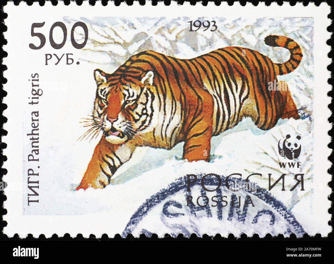 Siberian tiger snow siberia hi-res stock photography and images - Alamy