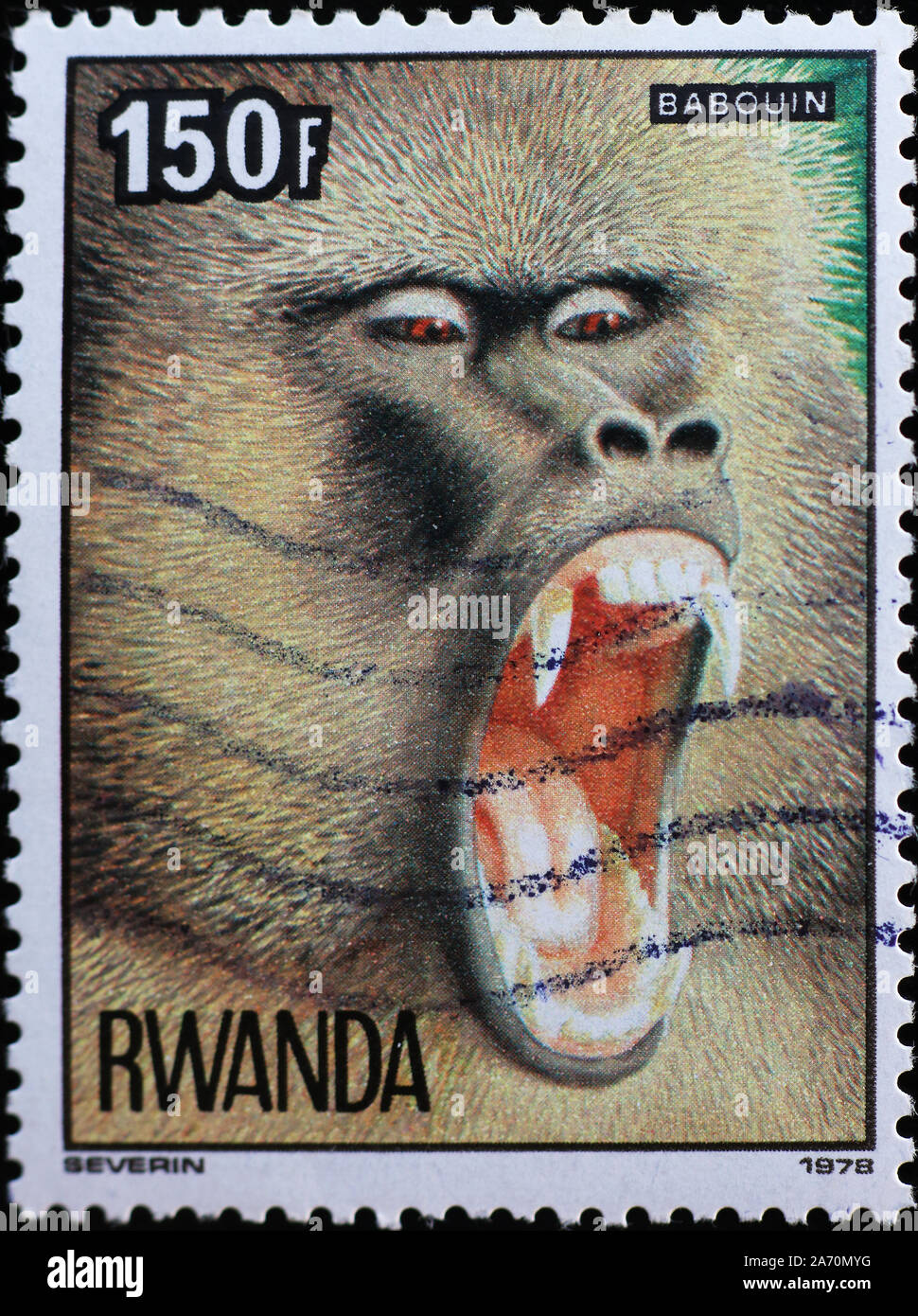 Baboon teeth hi-res stock photography and images - Alamy