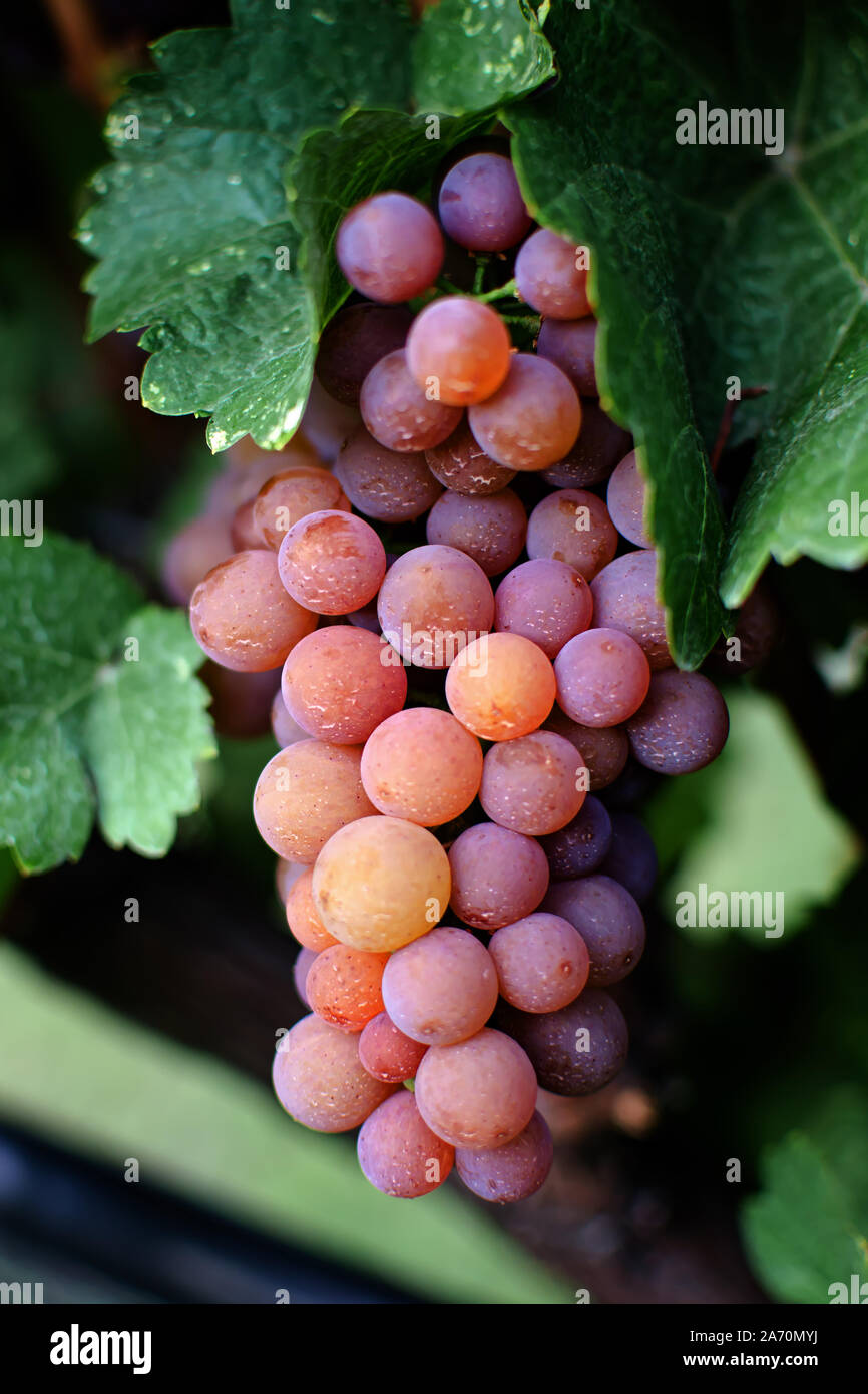 Gewurztraminer grape variety hi-res stock photography and images - Alamy
