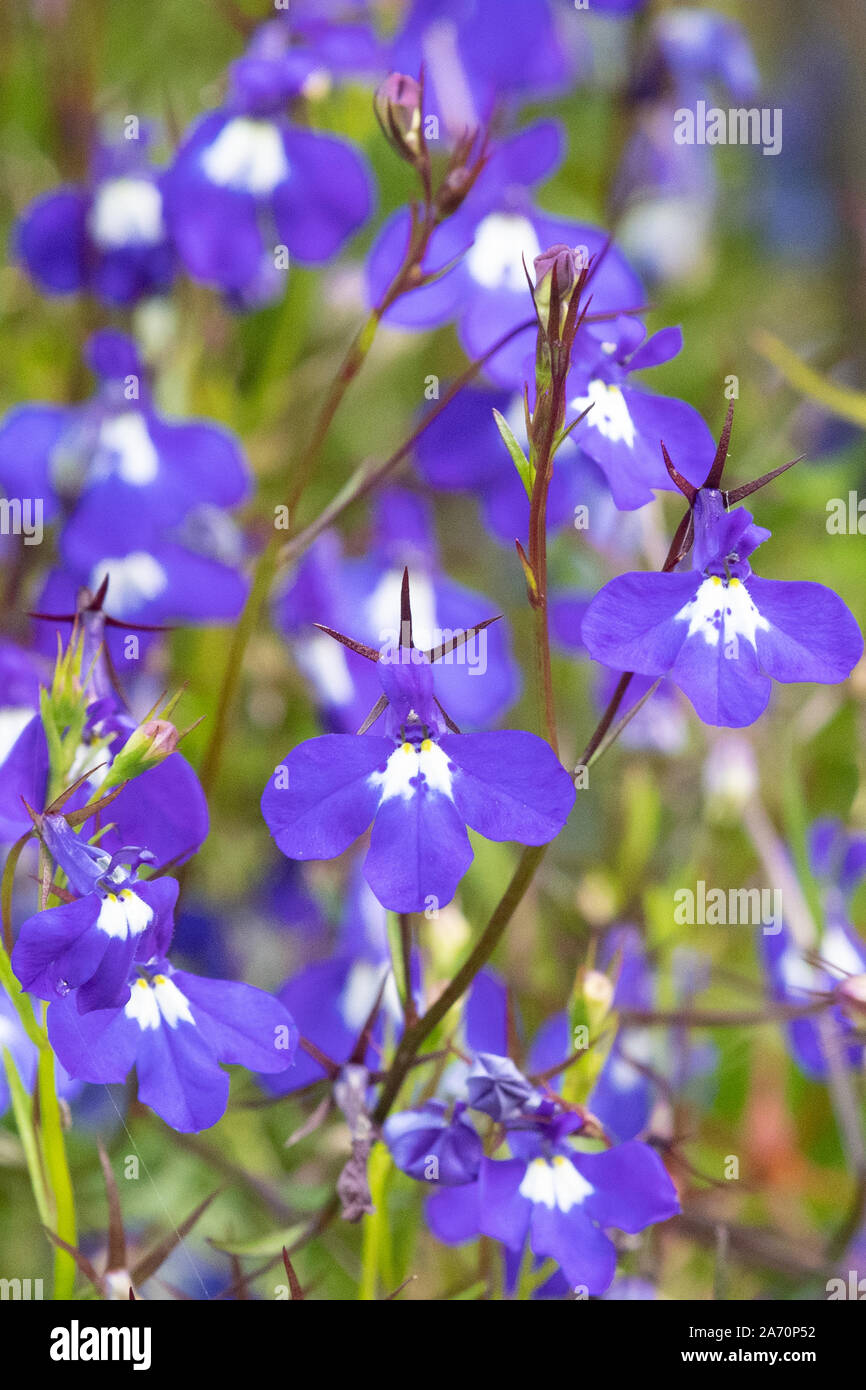blue lobelia erinus plant Stock Photo - Alamy