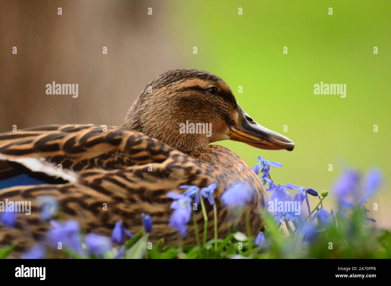 Resting Duck High Resolution Stock Photography and Images - Alamy