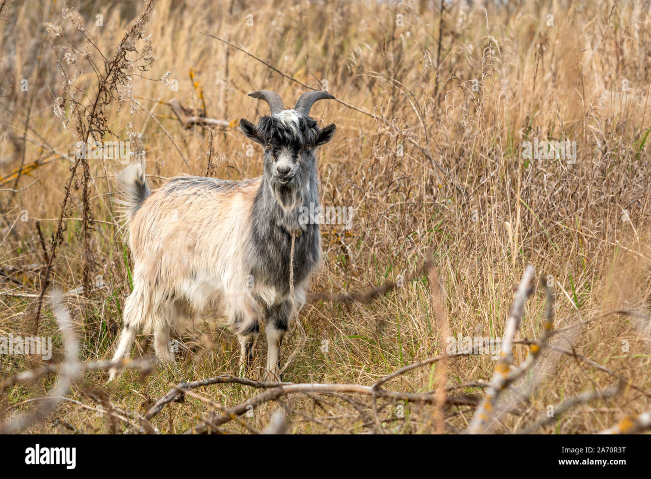 Funny escaped goat in a wild nature Stock Photo - Alamy