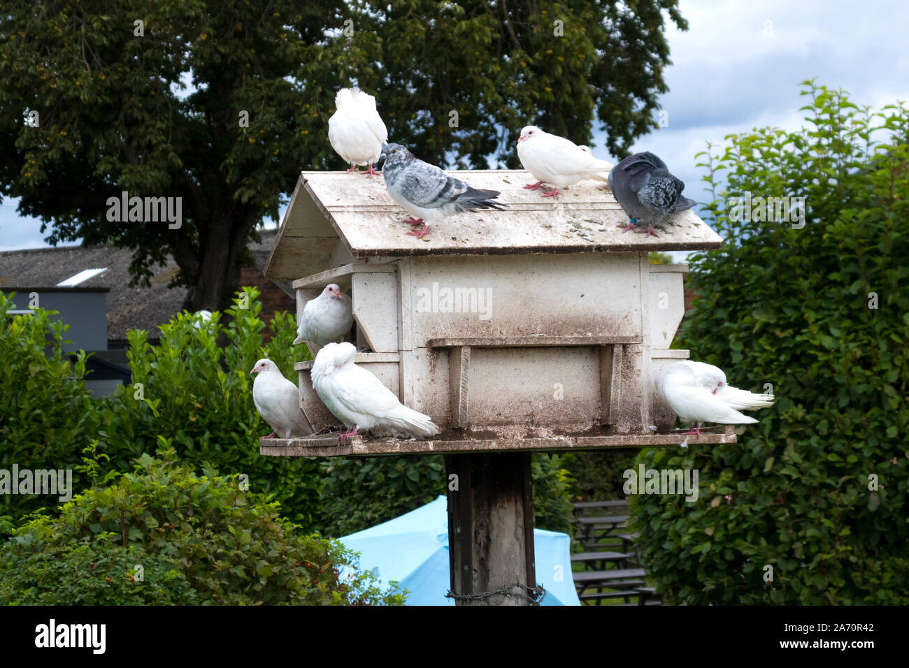 White Dove Cote High Resolution Stock Photography and Images - Alamy