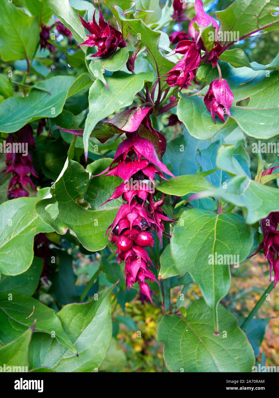 Pheasant Berry Himalayan Honeysuckle Stock Photo - Alamy