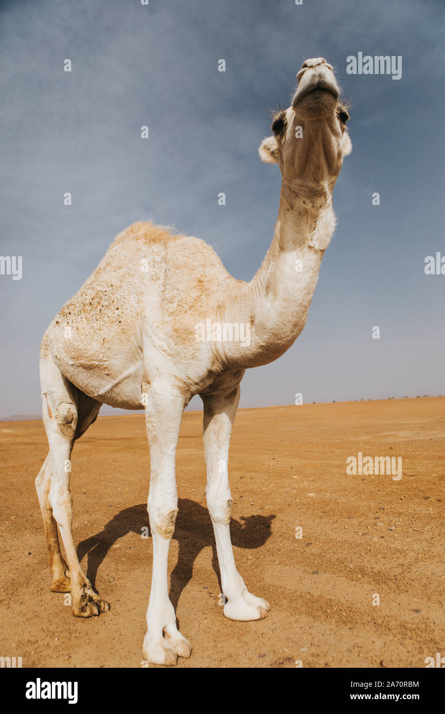 Arabian Camel High Resolution Stock Photography and Images - Alamy