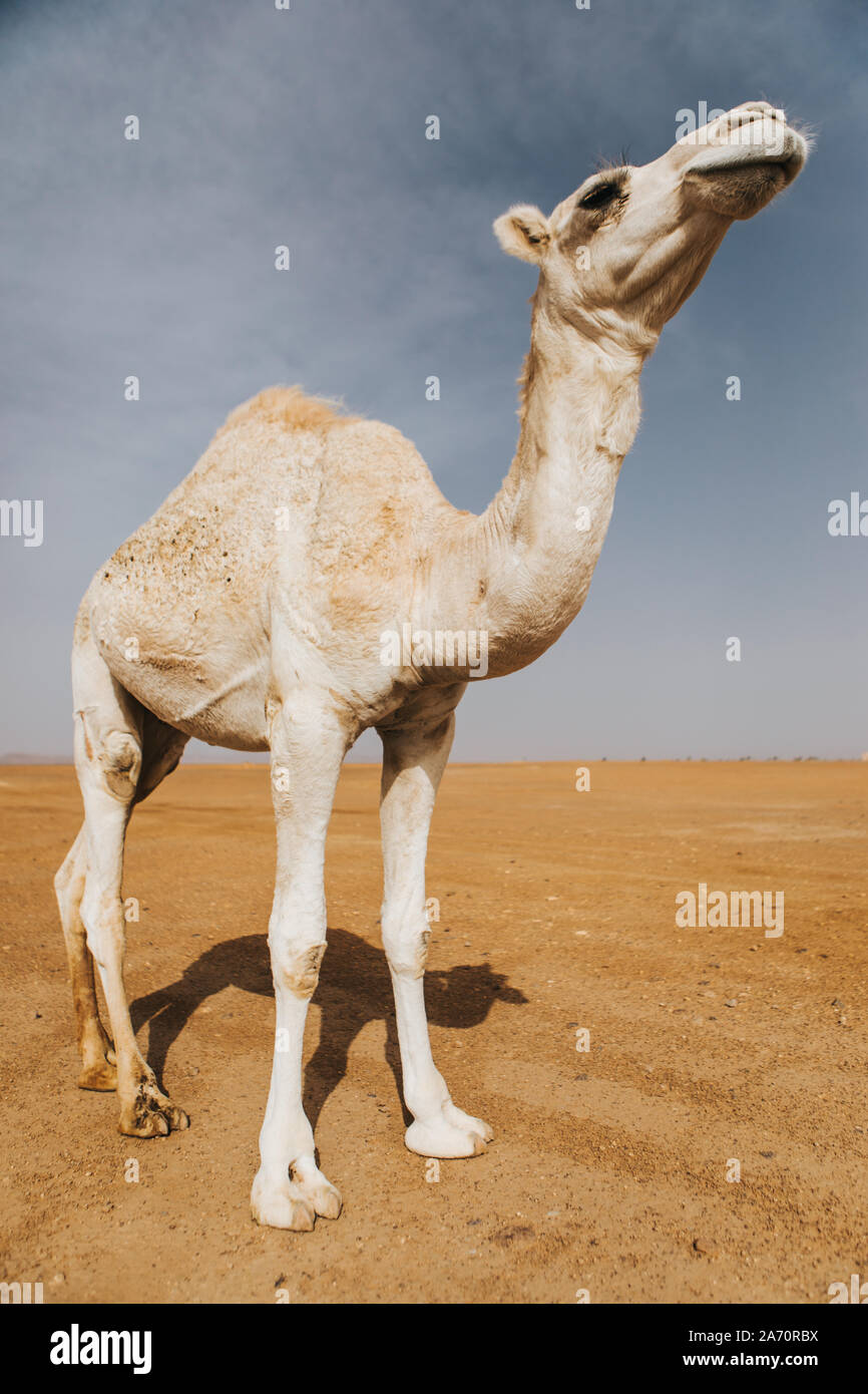 Arabian Camel High Resolution Stock Photography and Images - Alamy