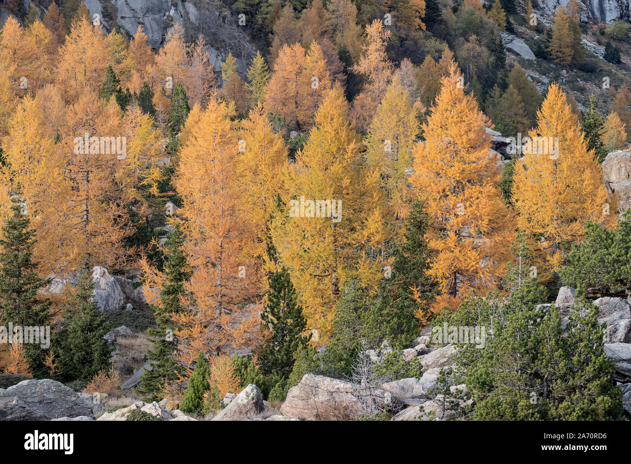 Shades of autumn, Alps landscape Stock Photo - Alamy
