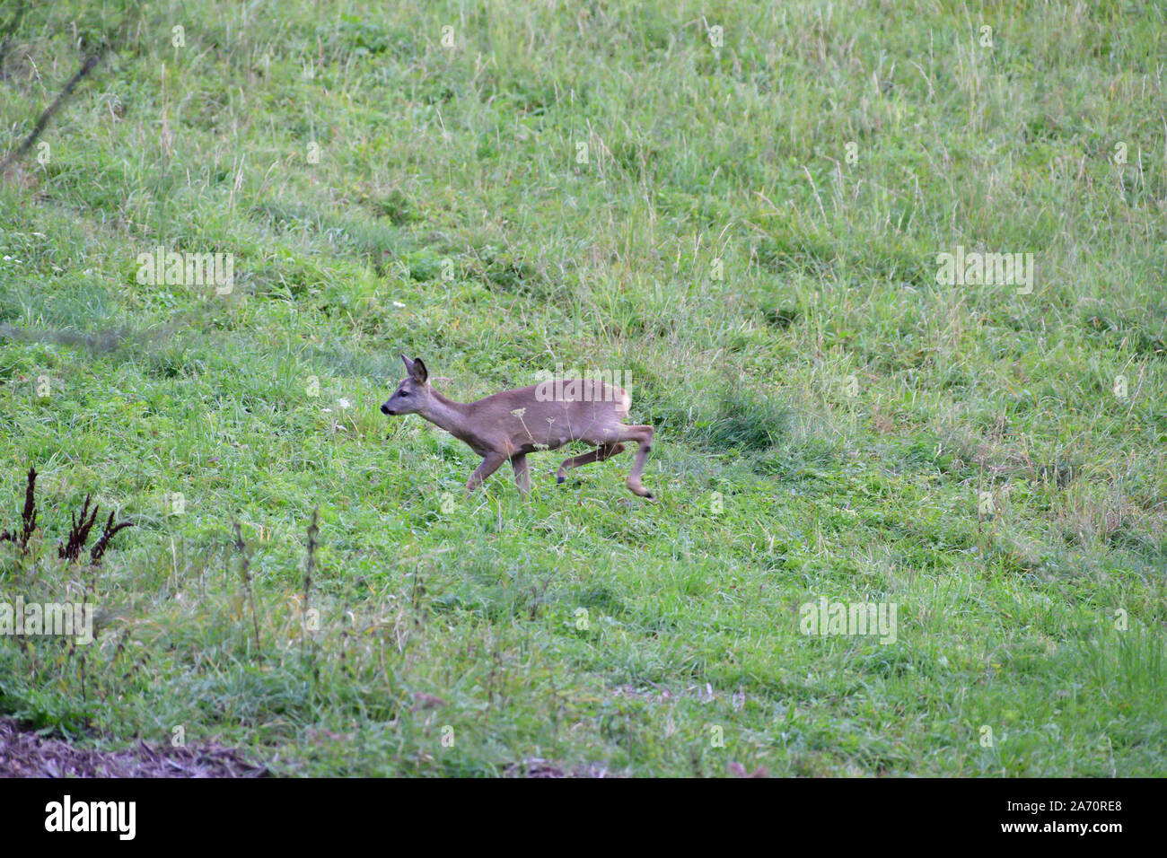 High jumping buck hi-res stock photography and images - Alamy
