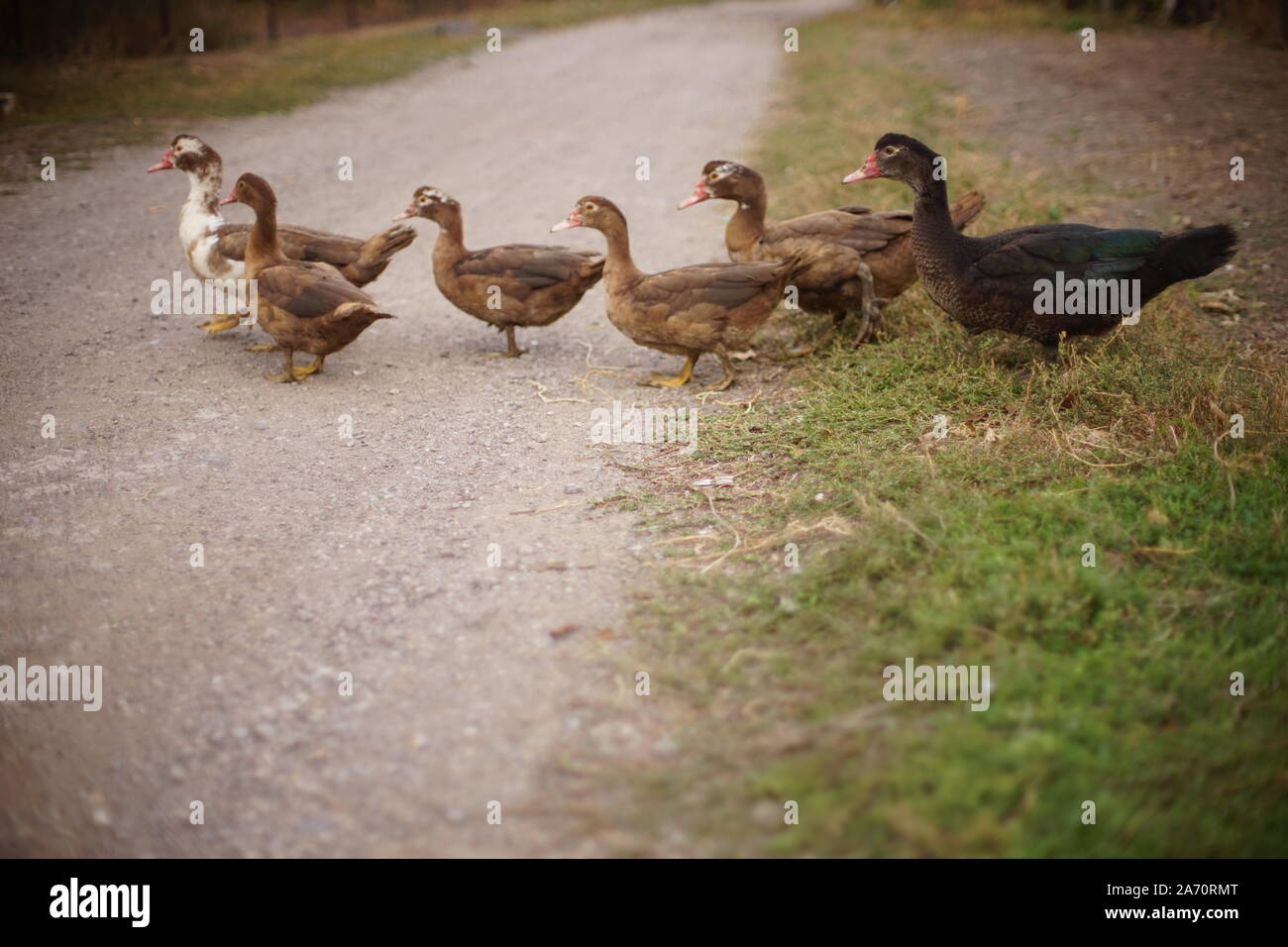Mallard cross duck hi-res stock photography and images - Alamy