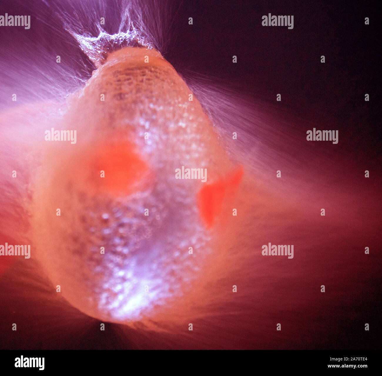 water balloon being burst Stock Photo - Alamy