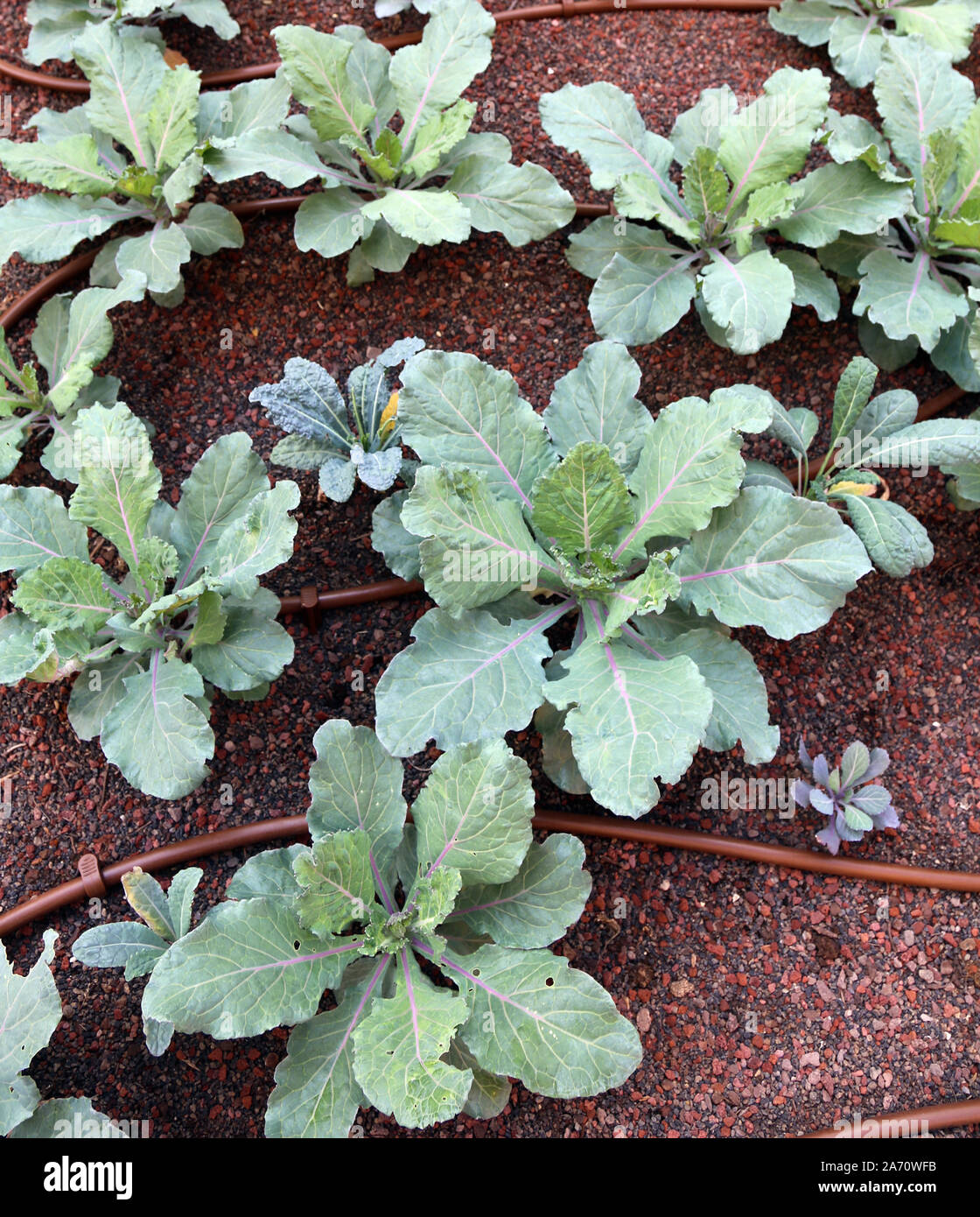 cabbage in the garden with automatic irrigation system Stock Photo - Alamy