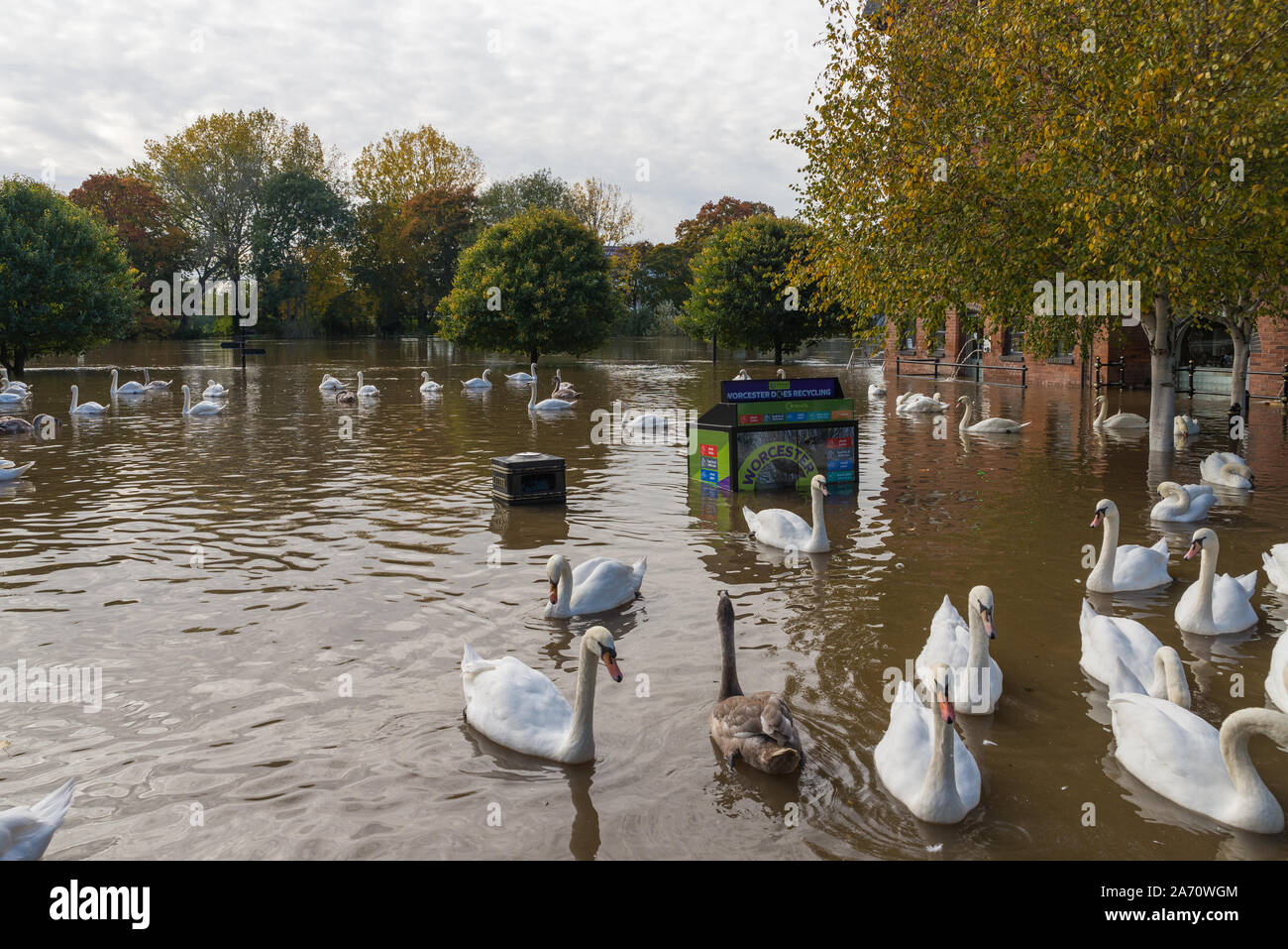 High water levels on the River Severn lead to flooding and swans ...
