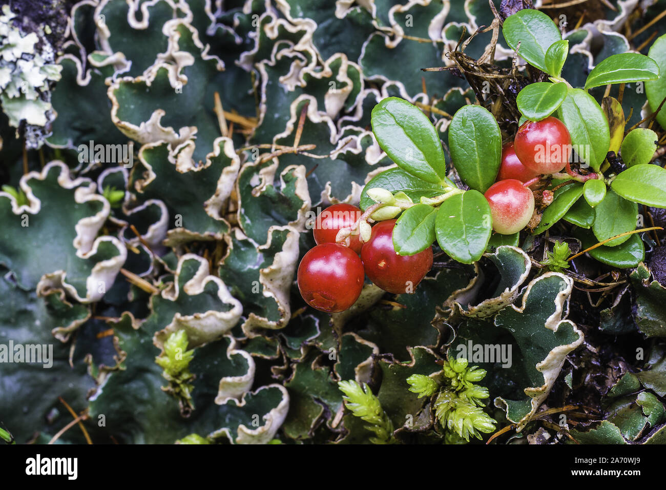 Alaska wild berries hi-res stock photography and images - Alamy