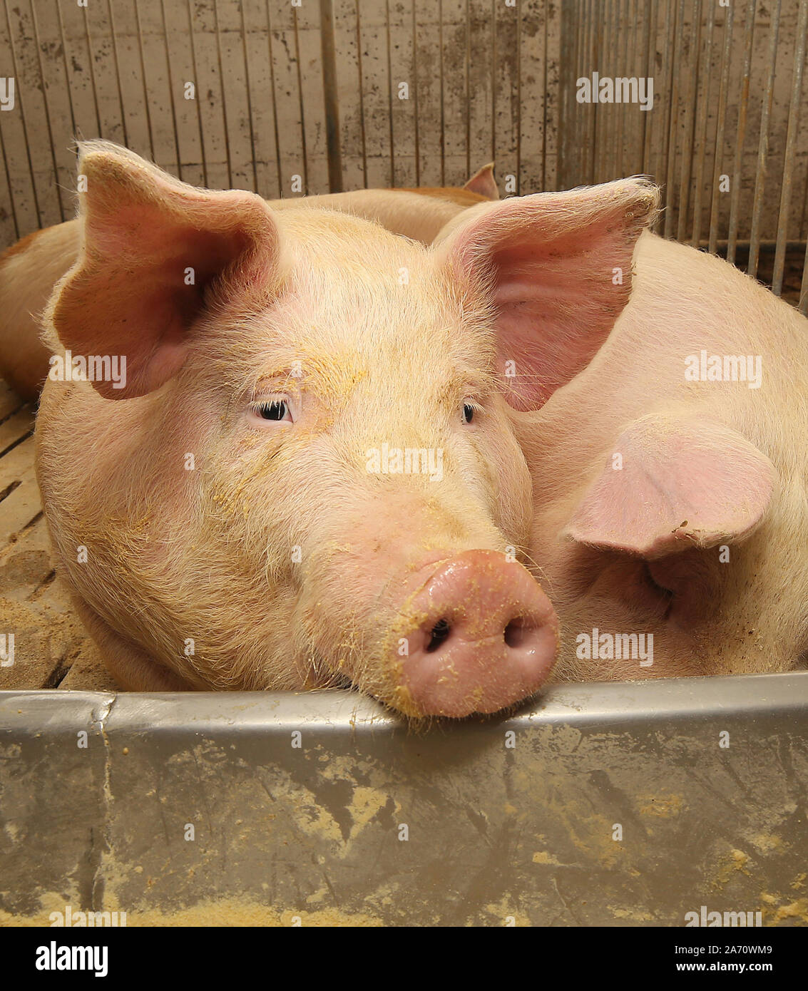 Pig stye hi-res stock photography and images - Alamy