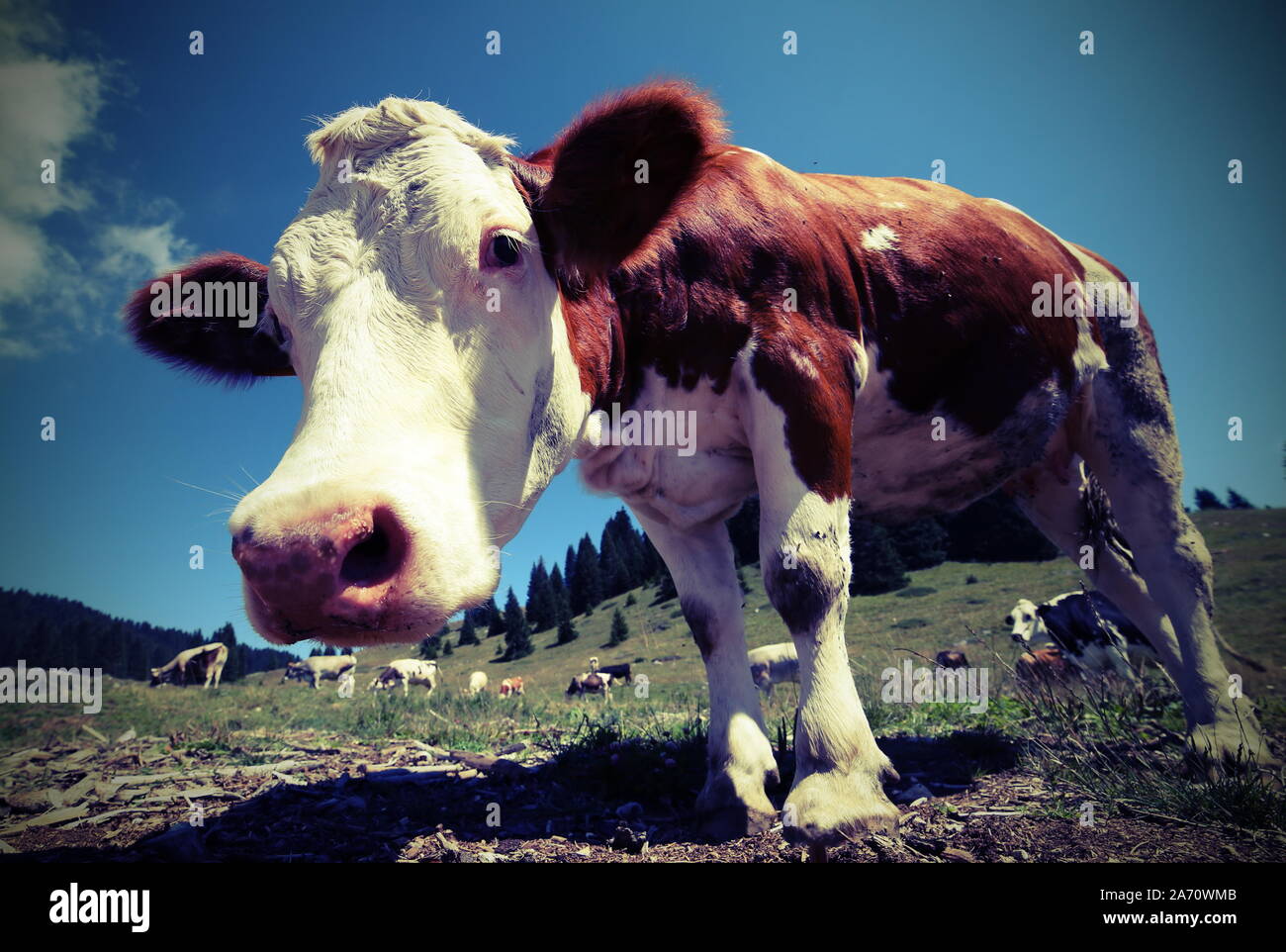 curious cow in the mountains by fisheye lens Stock Photo - Alamy